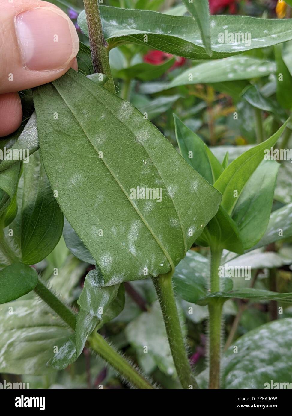 plurivorous sunflower powdery mildew group (Golovinomyces ambrosiae ...