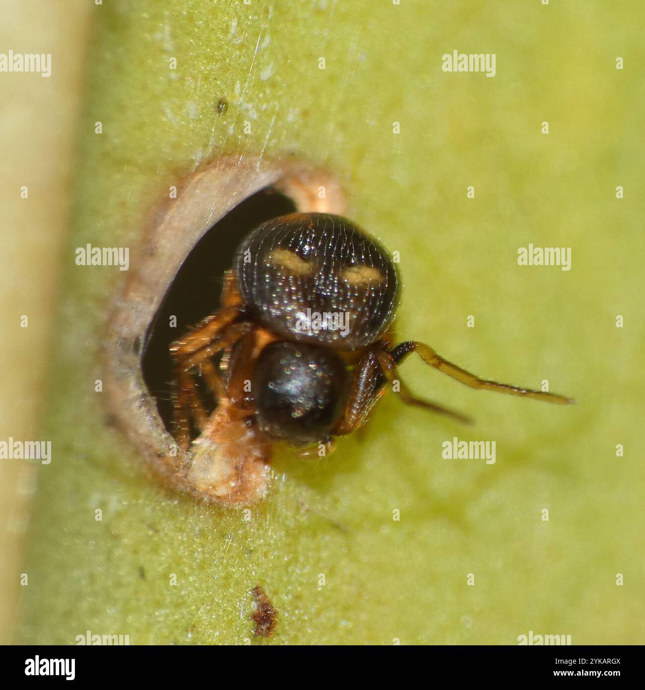 Beetle crab spiders (Mystaria Stock Photo - Alamy
