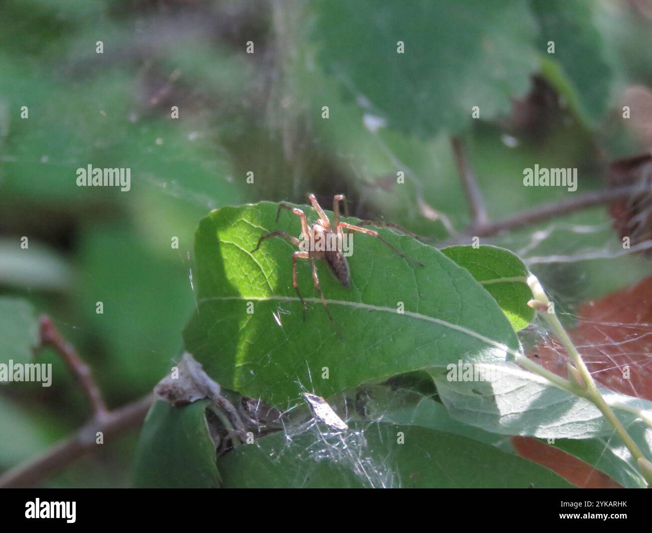 Grass Spiders (Agelenopsis Stock Photo - Alamy
