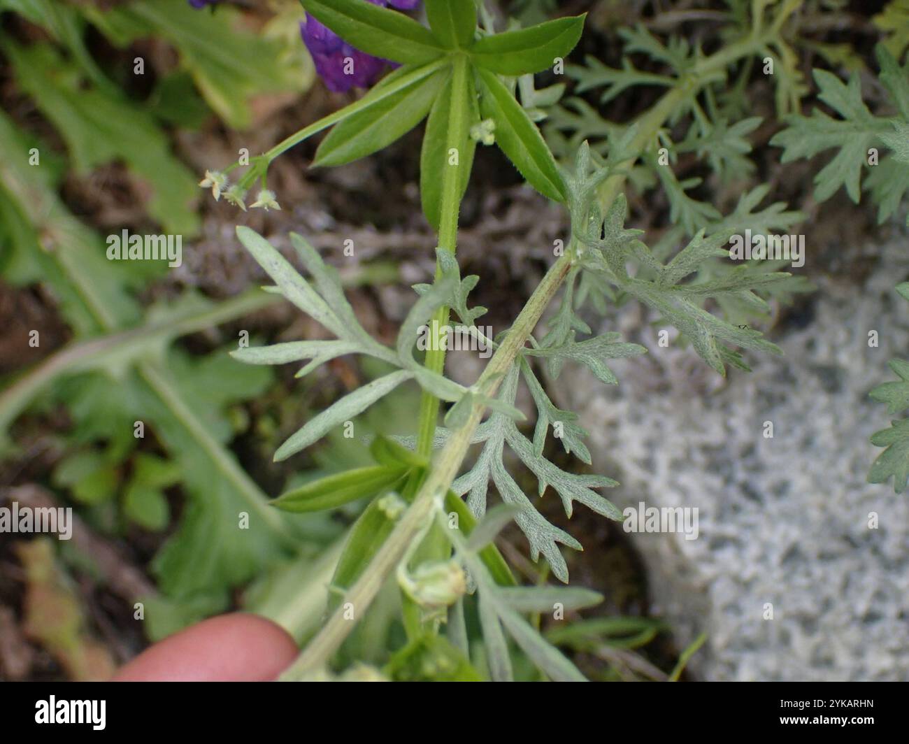 Silver Wormwood (Artemisia ludoviciana Stock Photo - Alamy