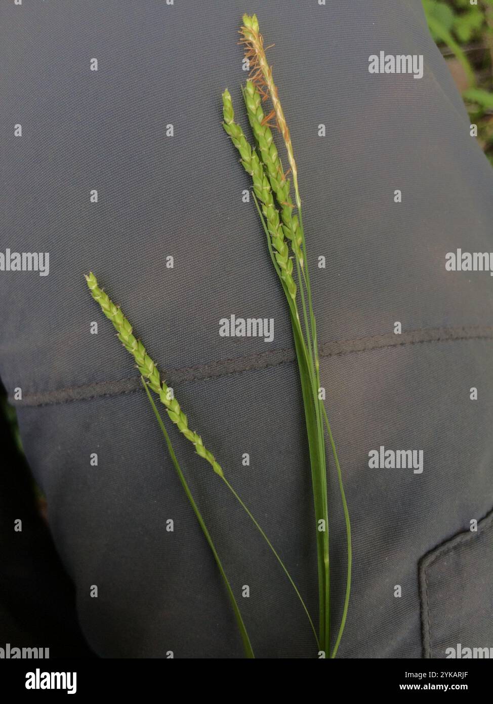 graceful sedge (Carex gracillima Stock Photo - Alamy