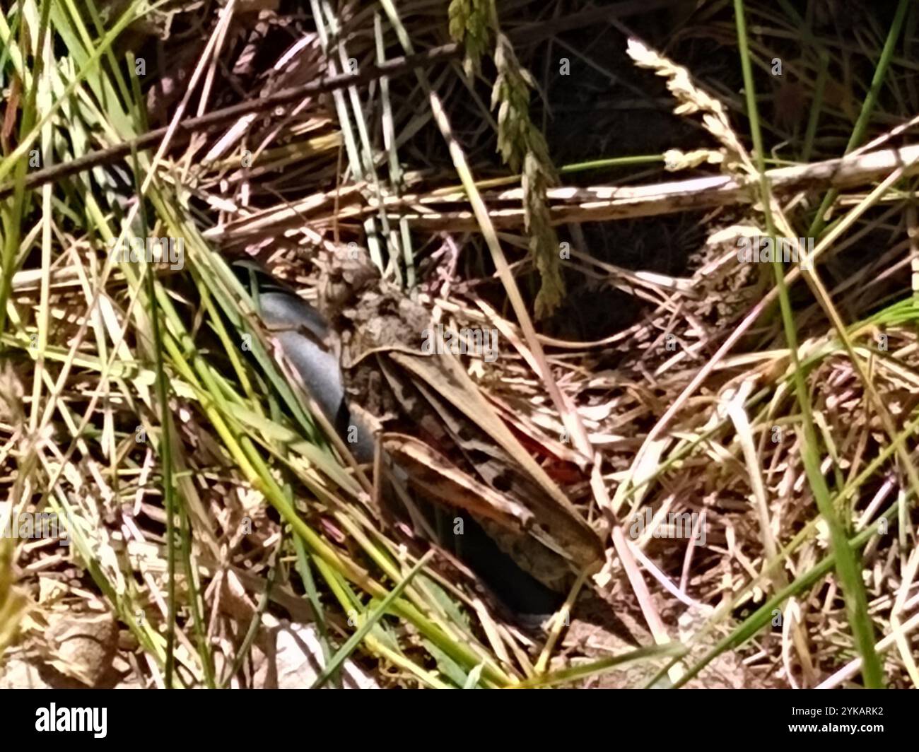 Coral-winged Grasshopper (Pardalophora apiculata Stock Photo - Alamy