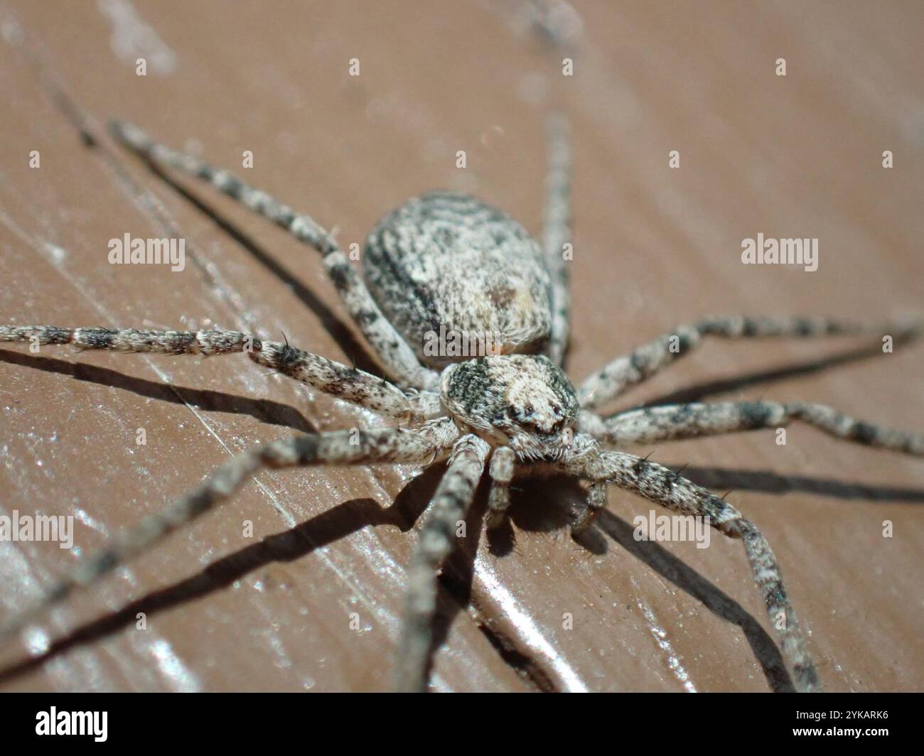Running Crab Spiders (Philodromus Stock Photo - Alamy