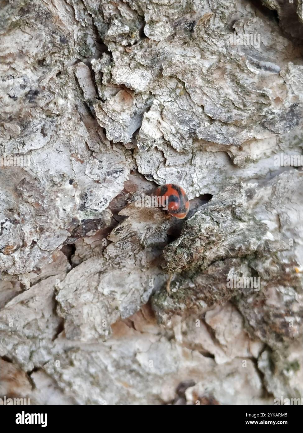 Vedalia Beetle (Novius cardinalis Stock Photo - Alamy