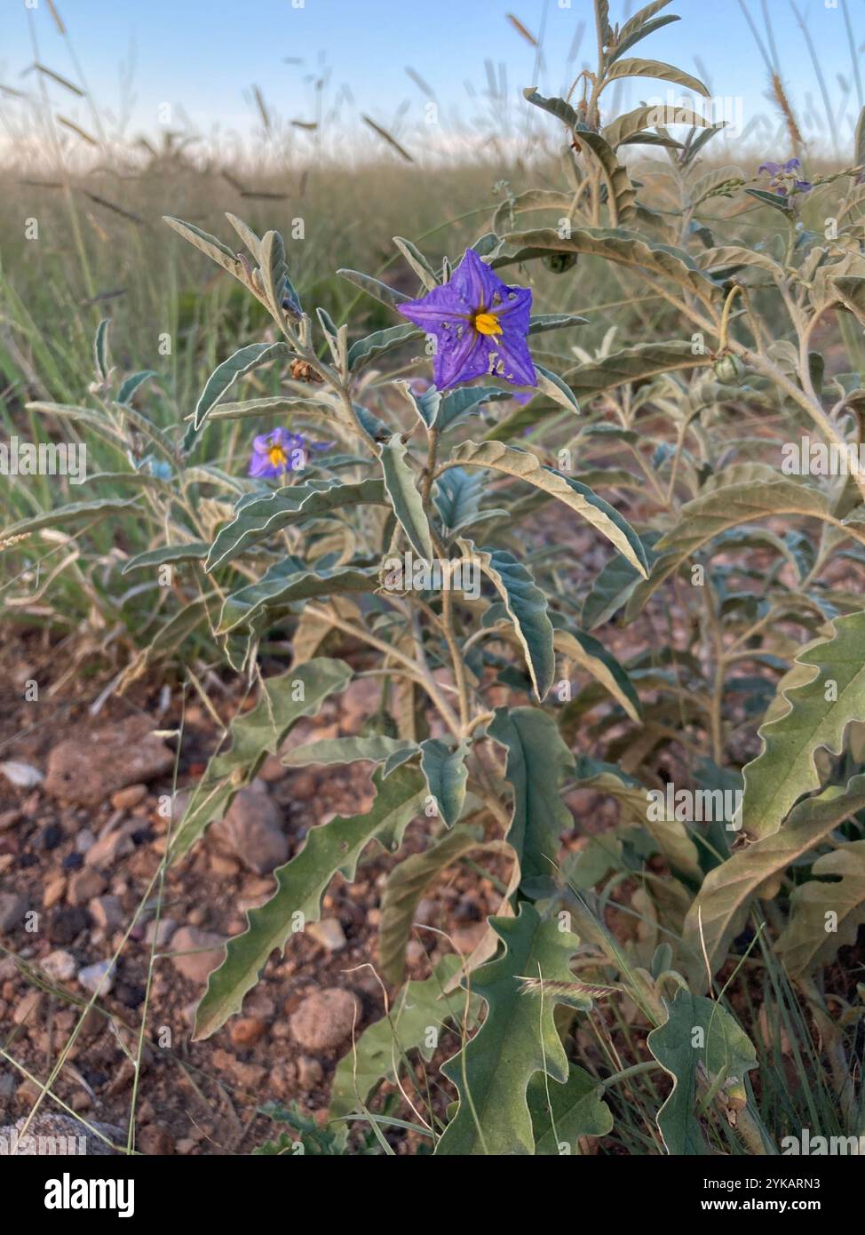 silverleaf nightshade (Solanum elaeagnifolium Stock Photo - Alamy