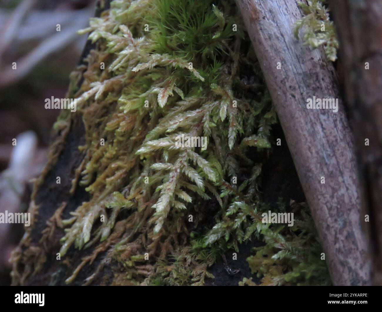 big red stem moss (Pleurozium Stock Photo - Alamy