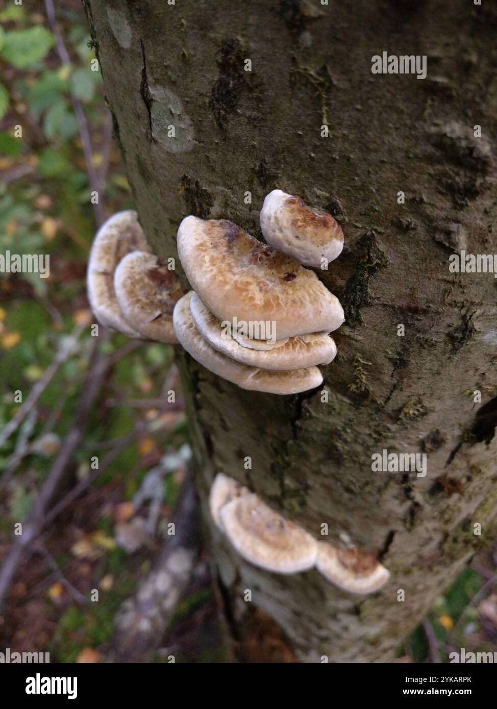 Alder Bracket (Mensularia radiata Stock Photo - Alamy