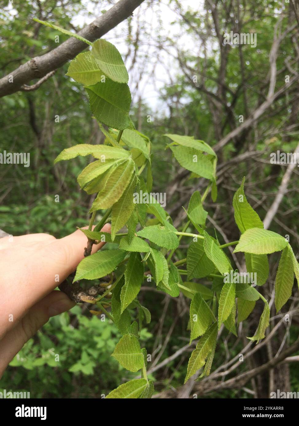 bitternut hickory (Carya cordiformis Stock Photo - Alamy