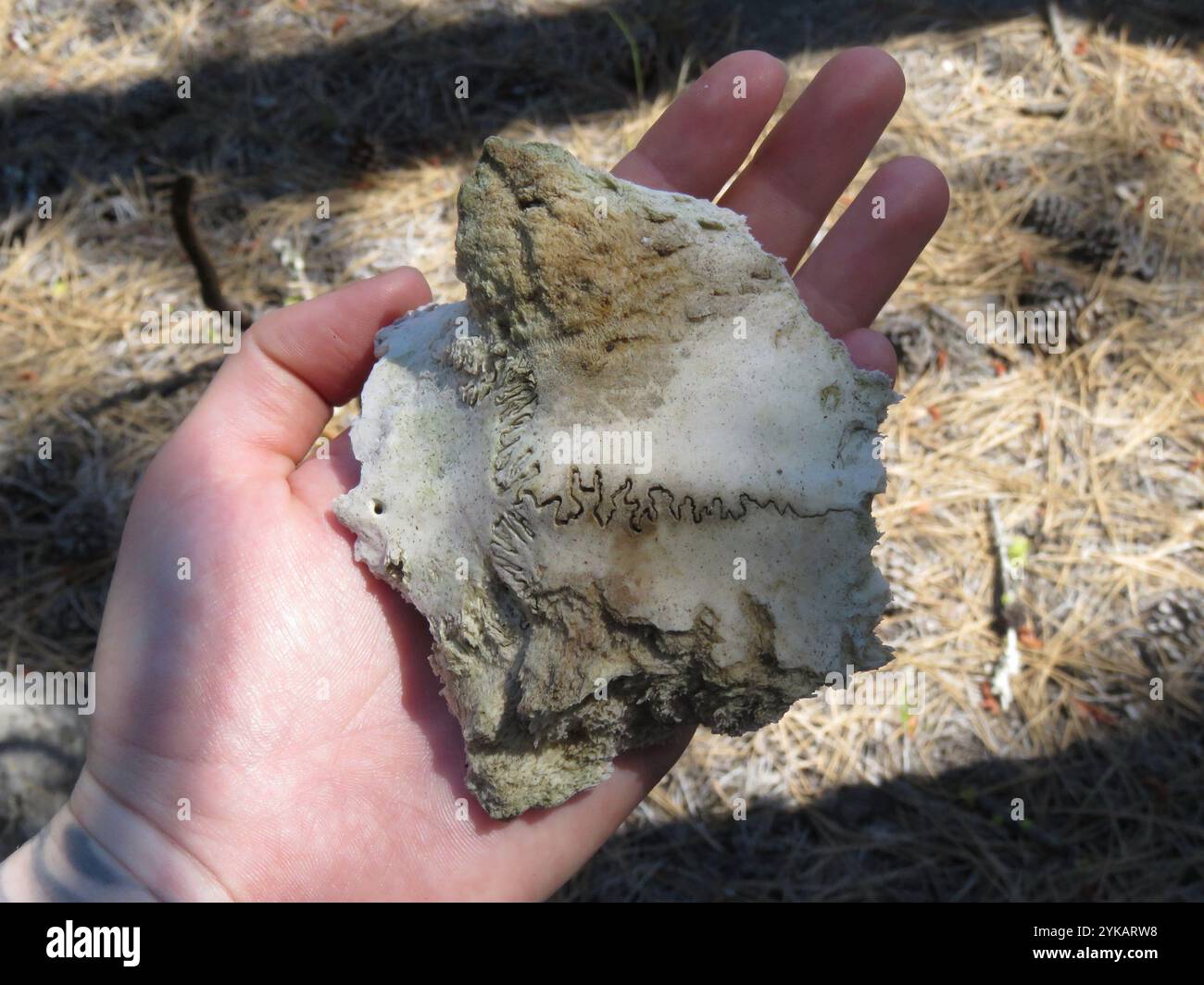 Even-toed Ungulates and Cetaceans (Artiodactyla Stock Photo - Alamy