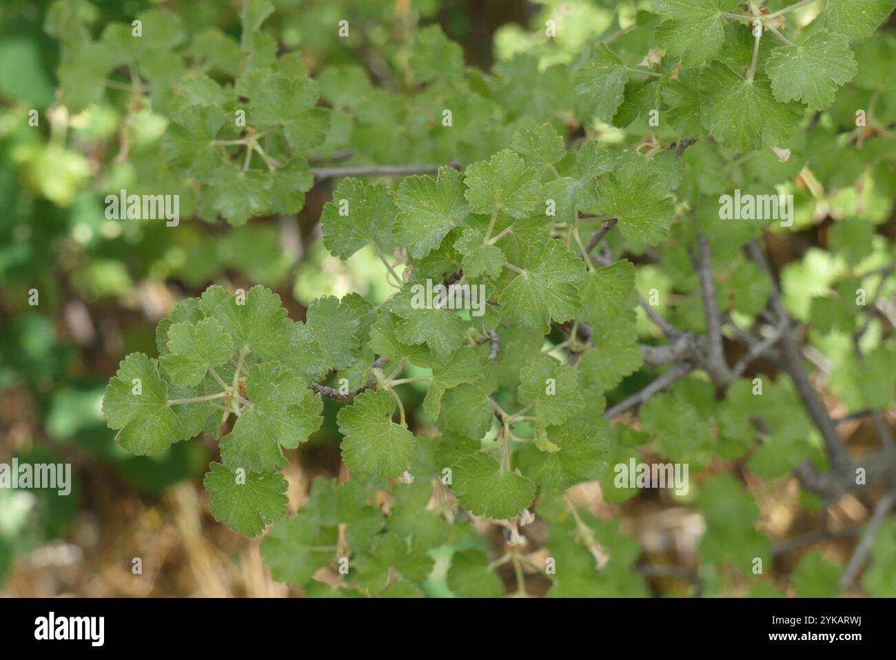 Wax currant ribes cereum hi-res stock photography and images - Alamy