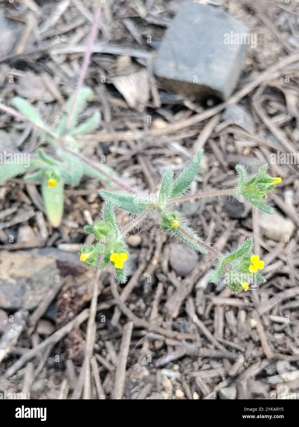 Opposite-leaved Tarweed (Hemizonella minima Stock Photo - Alamy