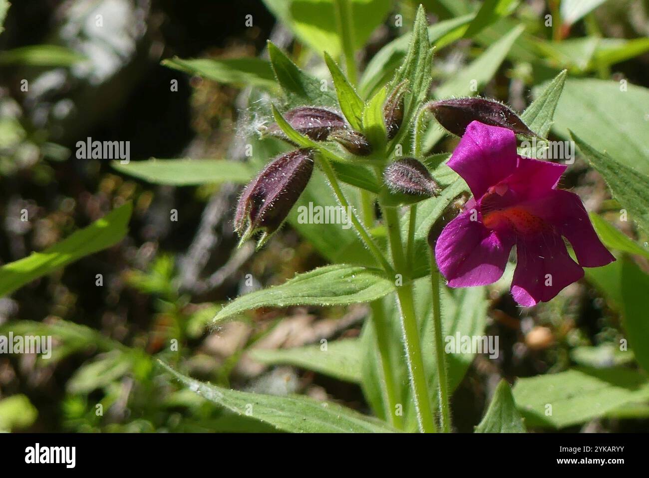 Lewis' monkeyflower (Erythranthe lewisii Stock Photo - Alamy