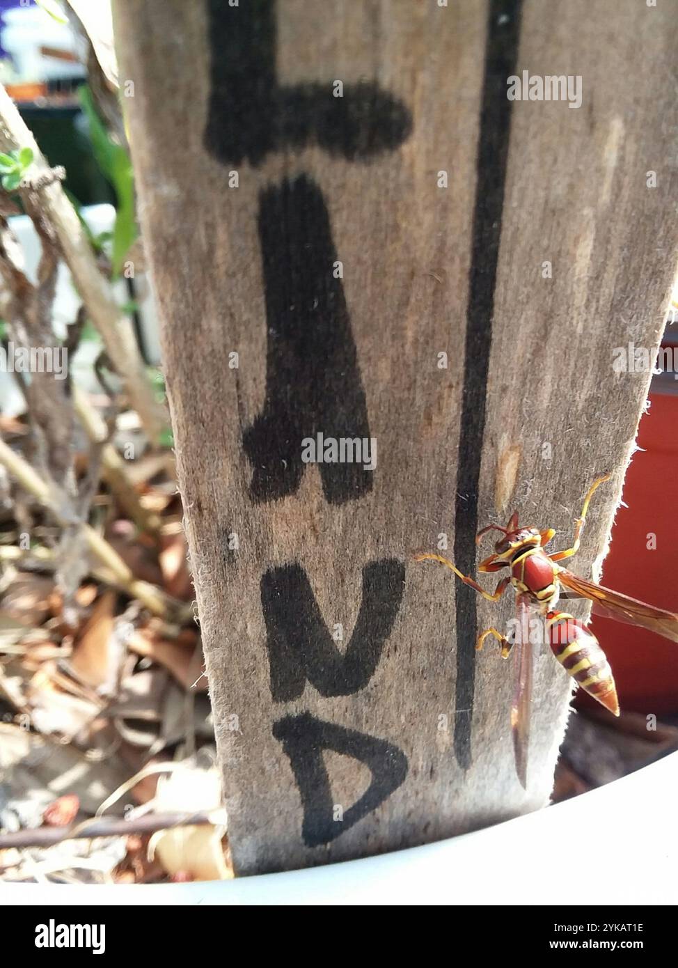 Guinea Paper Wasp (Polistes exclamans Stock Photo - Alamy