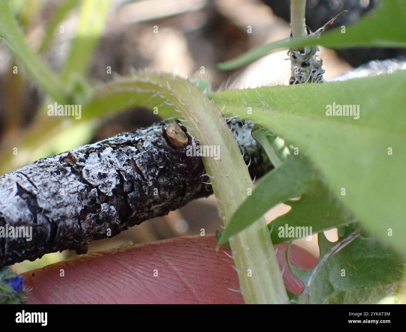 Asperugo procumbens hi-res stock photography and images - Alamy