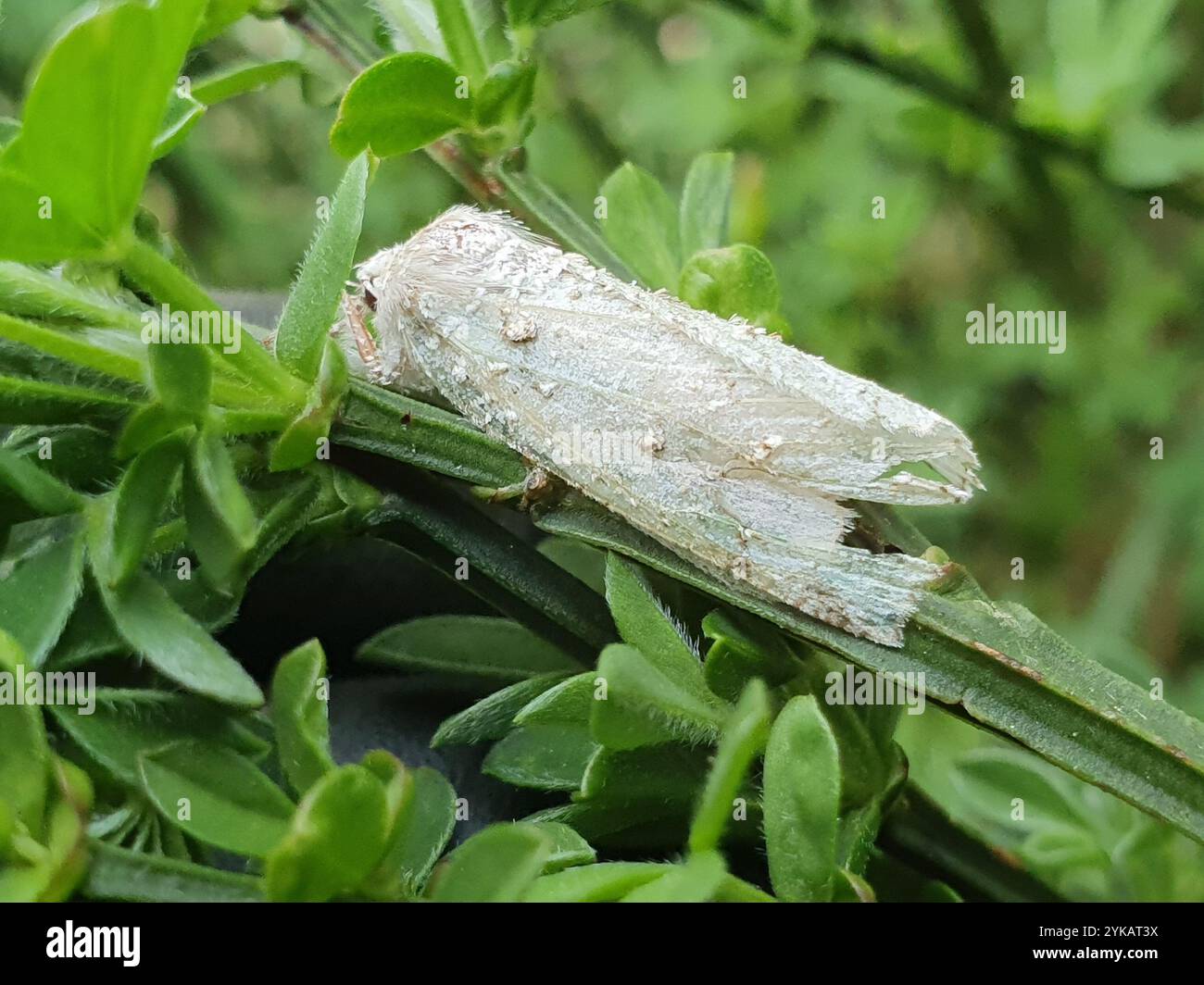 Forest Semilooper (Declana floccosa Stock Photo - Alamy