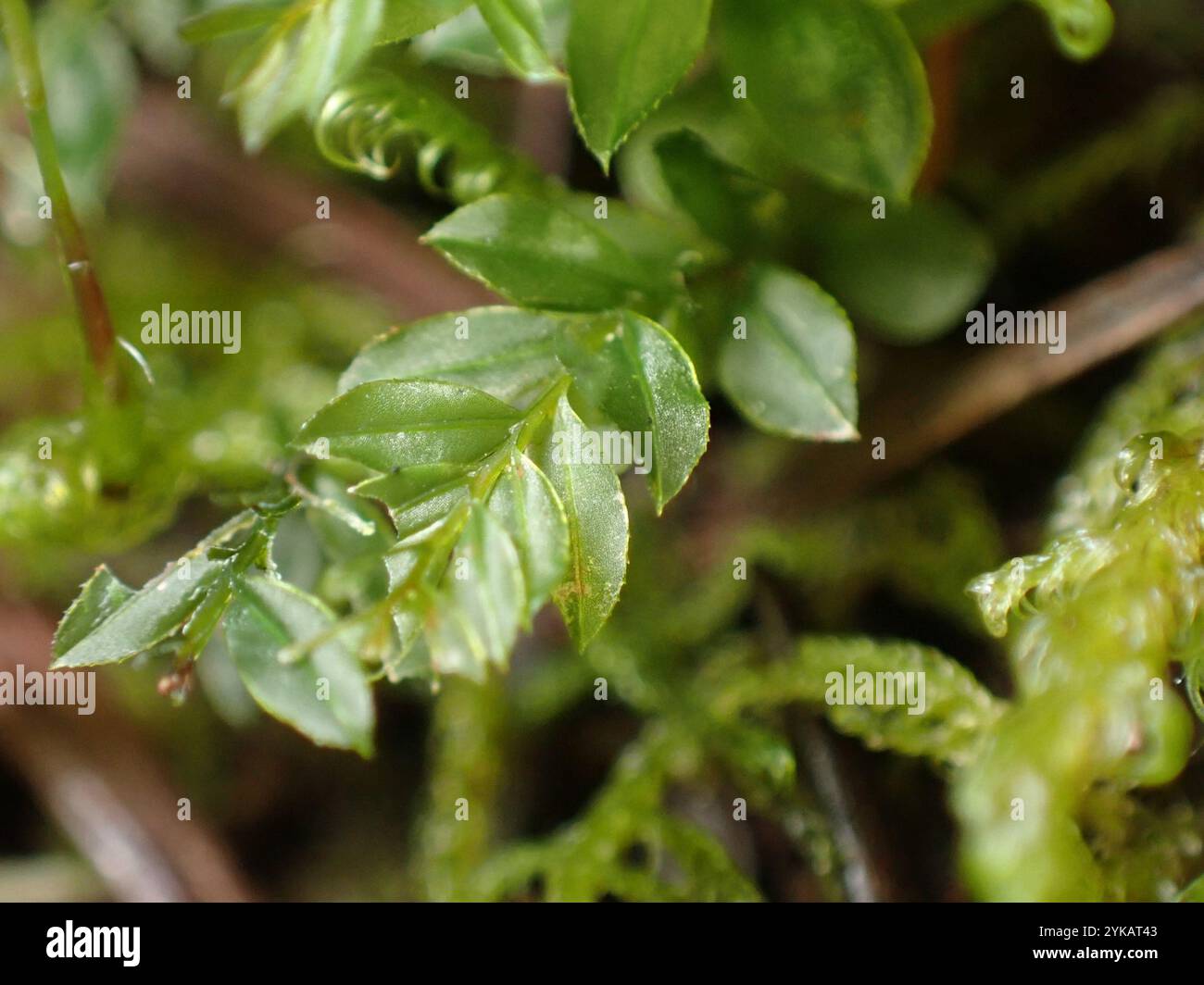 Thyme and Allied Mosses (Plagiomnium Stock Photo - Alamy