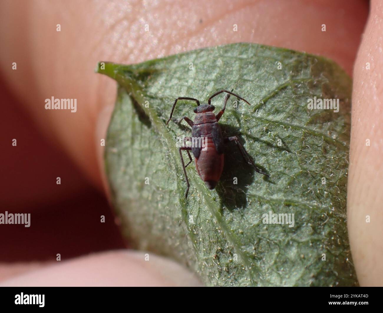 True Bugs (Heteroptera Stock Photo - Alamy