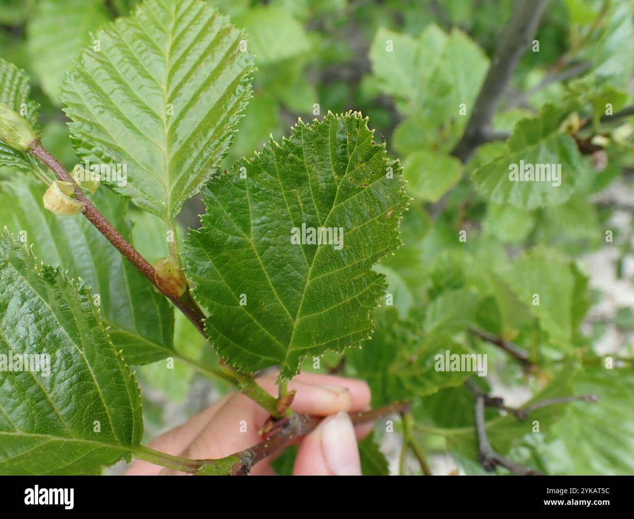 green alder (Alnus alnobetula Stock Photo - Alamy