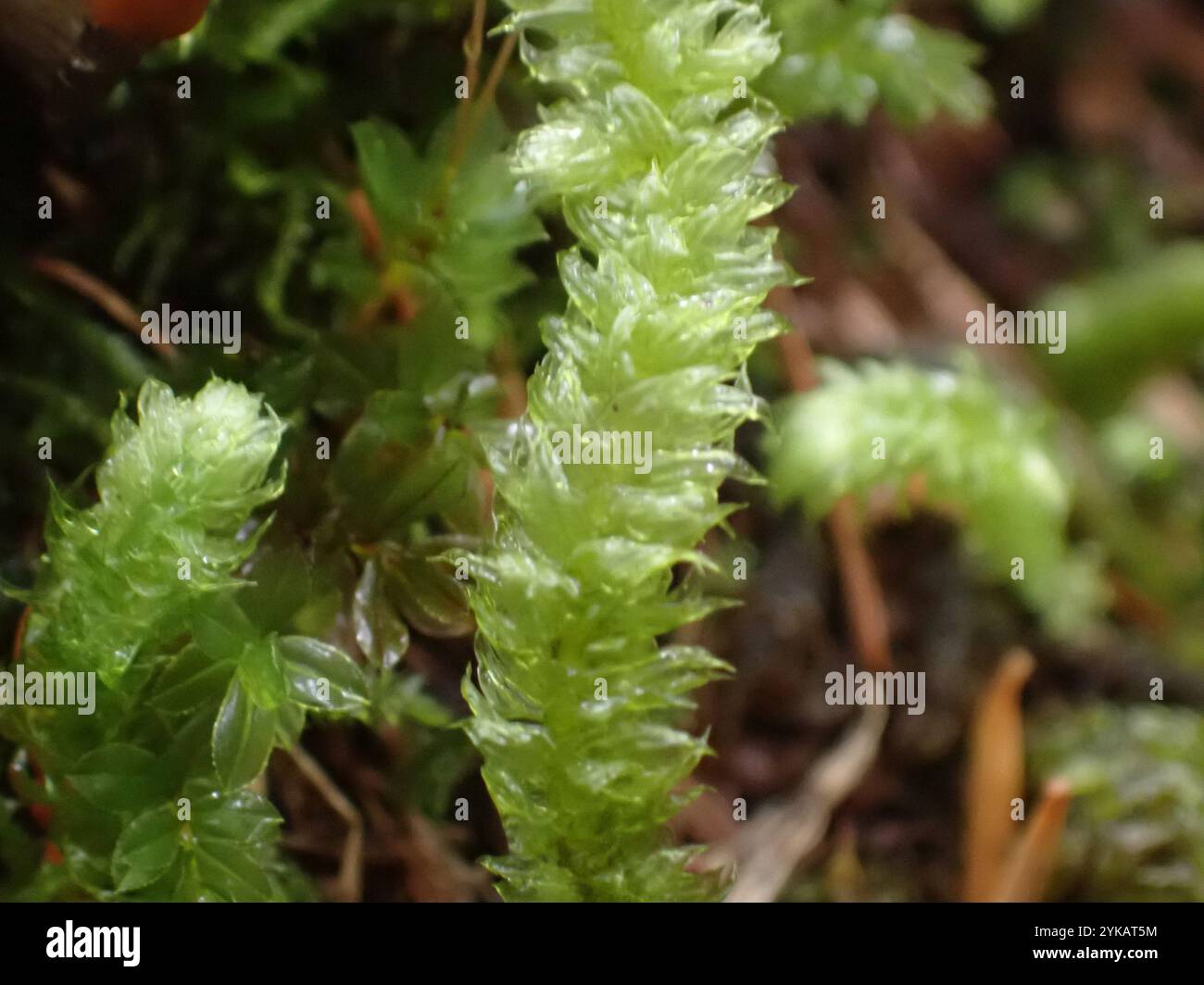 Pipecleaner Moss (Rhytidiopsis robusta Stock Photo - Alamy