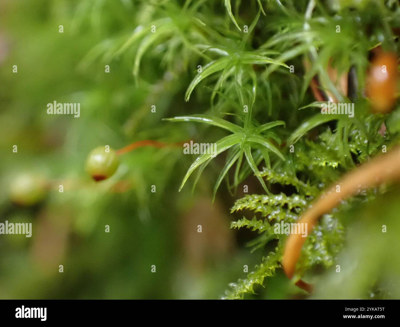 Common Apple-moss (Bartramia pomiformis Stock Photo - Alamy