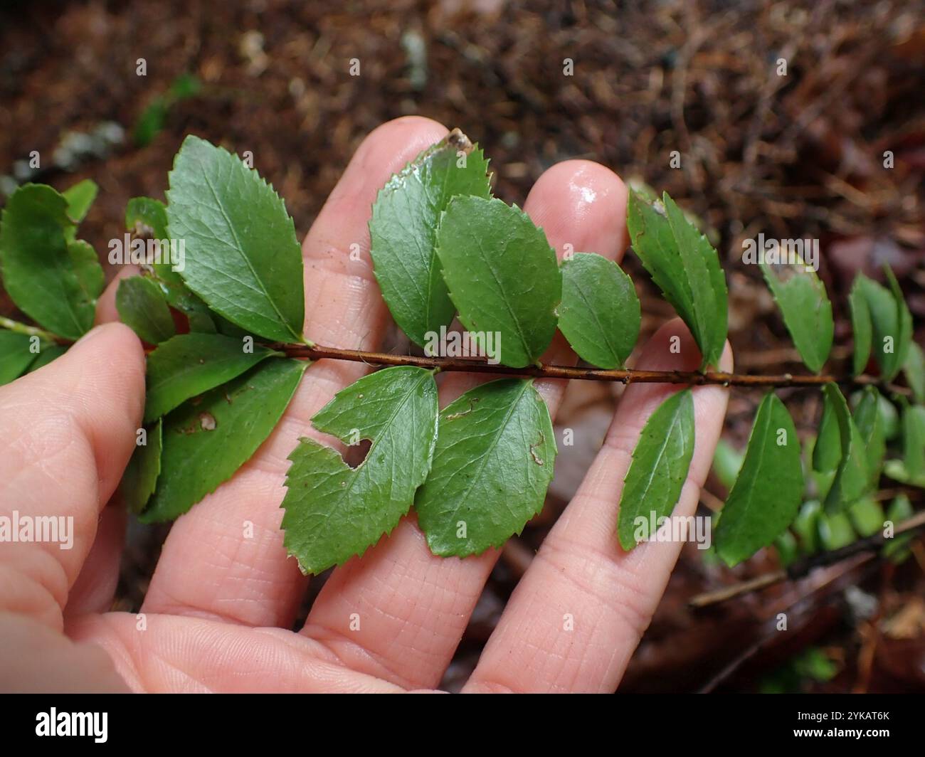 Oregon Boxwood (Paxistima myrsinites Stock Photo - Alamy