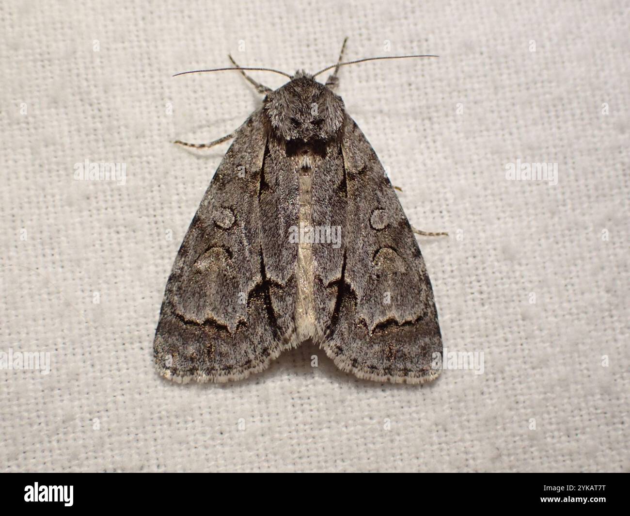 Gray Dagger (Acronicta grisea Stock Photo - Alamy
