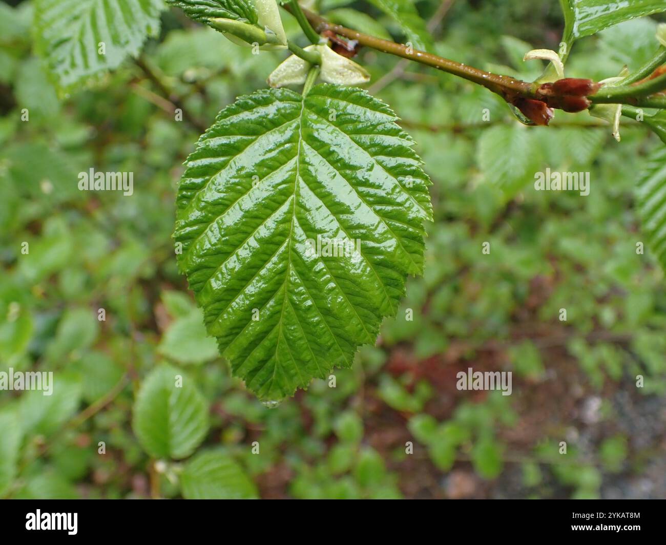 green alder (Alnus alnobetula Stock Photo - Alamy