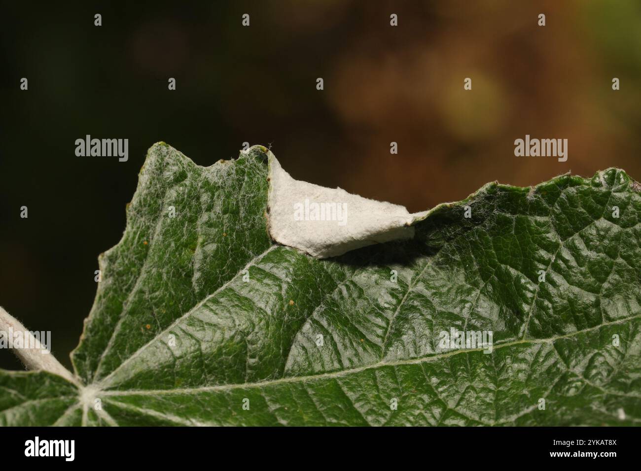 Willow Leafcone Caterpillar Moth (Caloptilia stigmatella Stock Photo ...