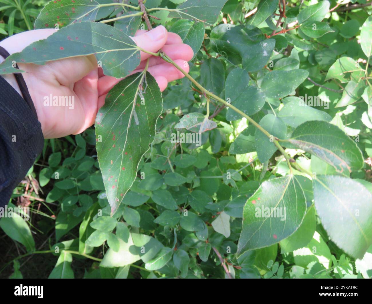 balsam poplar (Populus balsamifera Stock Photo - Alamy