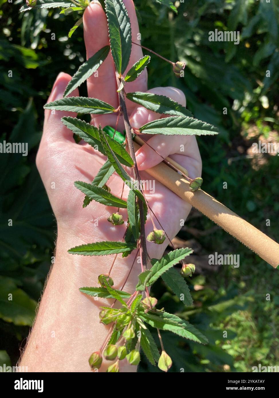 Cuban jute (Sida rhombifolia Stock Photo - Alamy