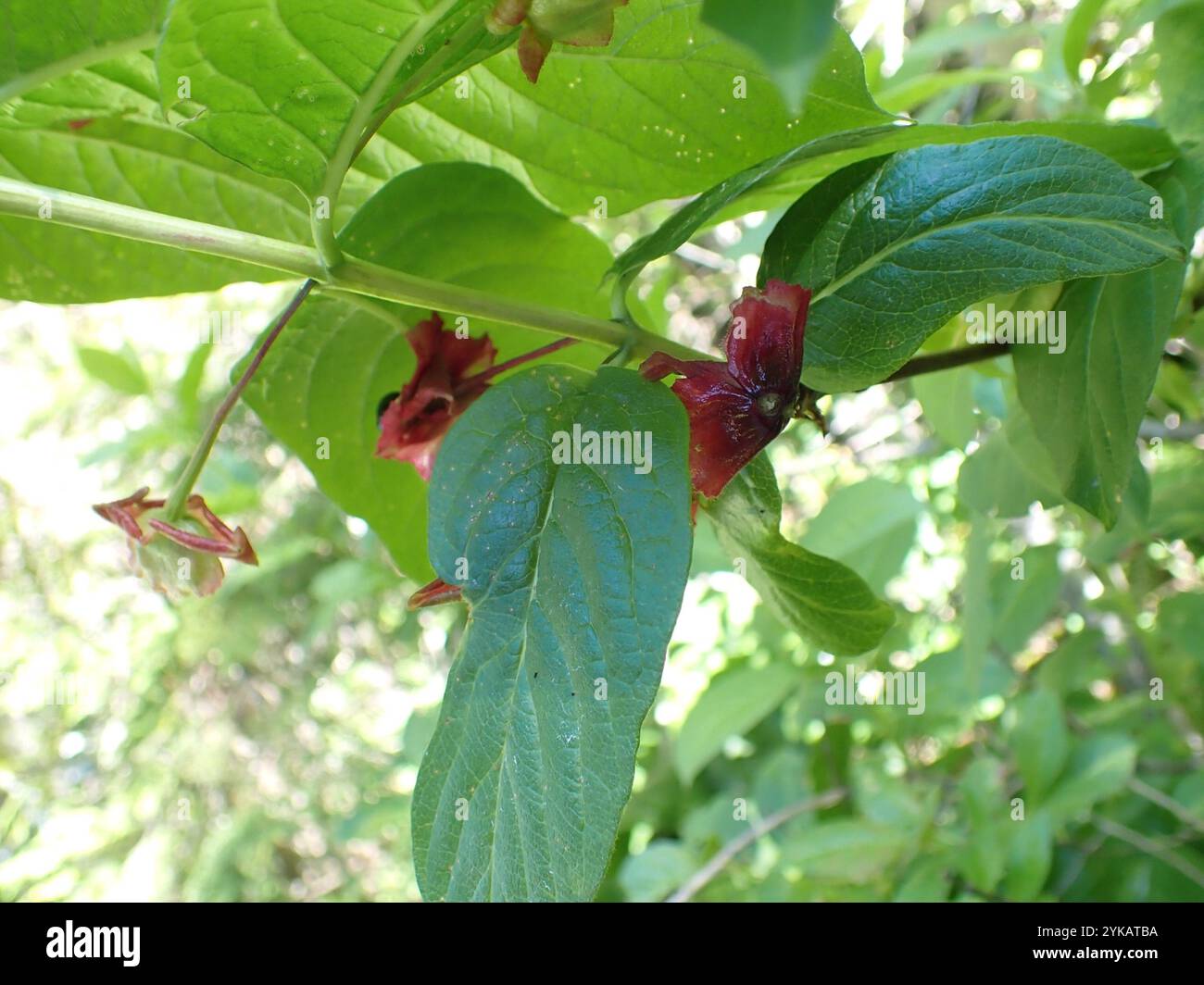 twinberry honeysuckle (Lonicera involucrata Stock Photo - Alamy