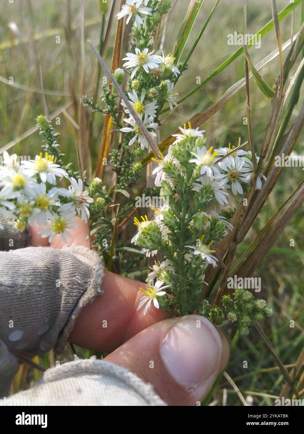 white heath aster (Symphyotrichum ericoides Stock Photo - Alamy