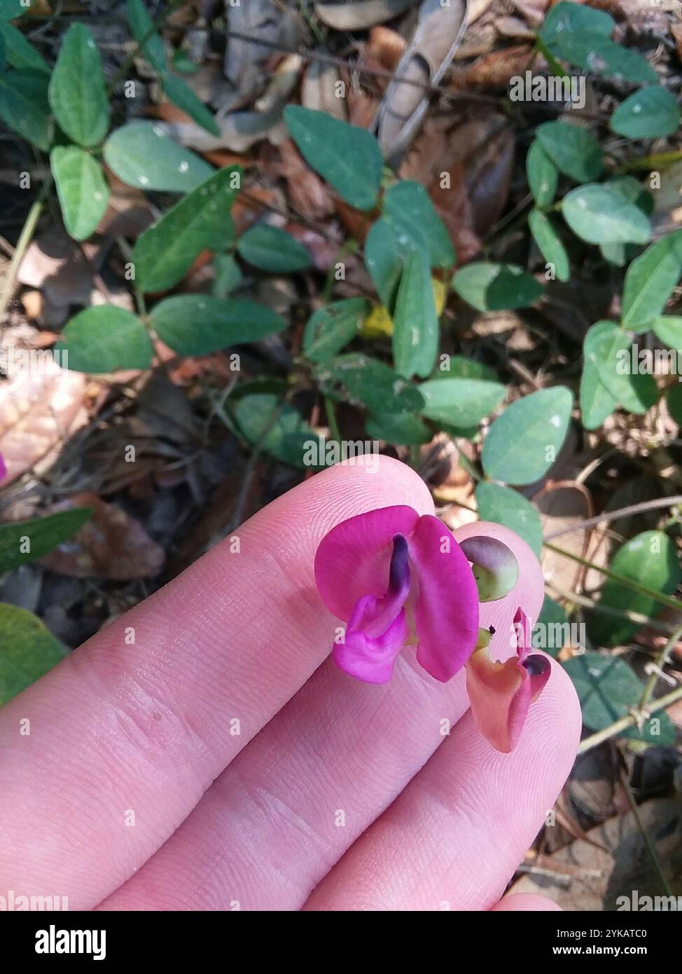 perennial wooly bean (Strophostyles umbellata Stock Photo - Alamy