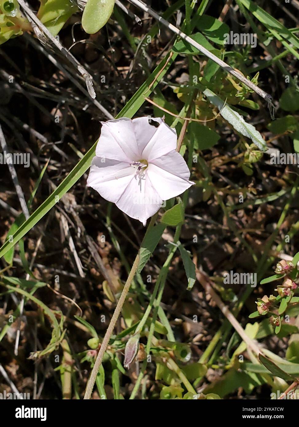 Texas bindweed (Convolvulus equitans Stock Photo - Alamy