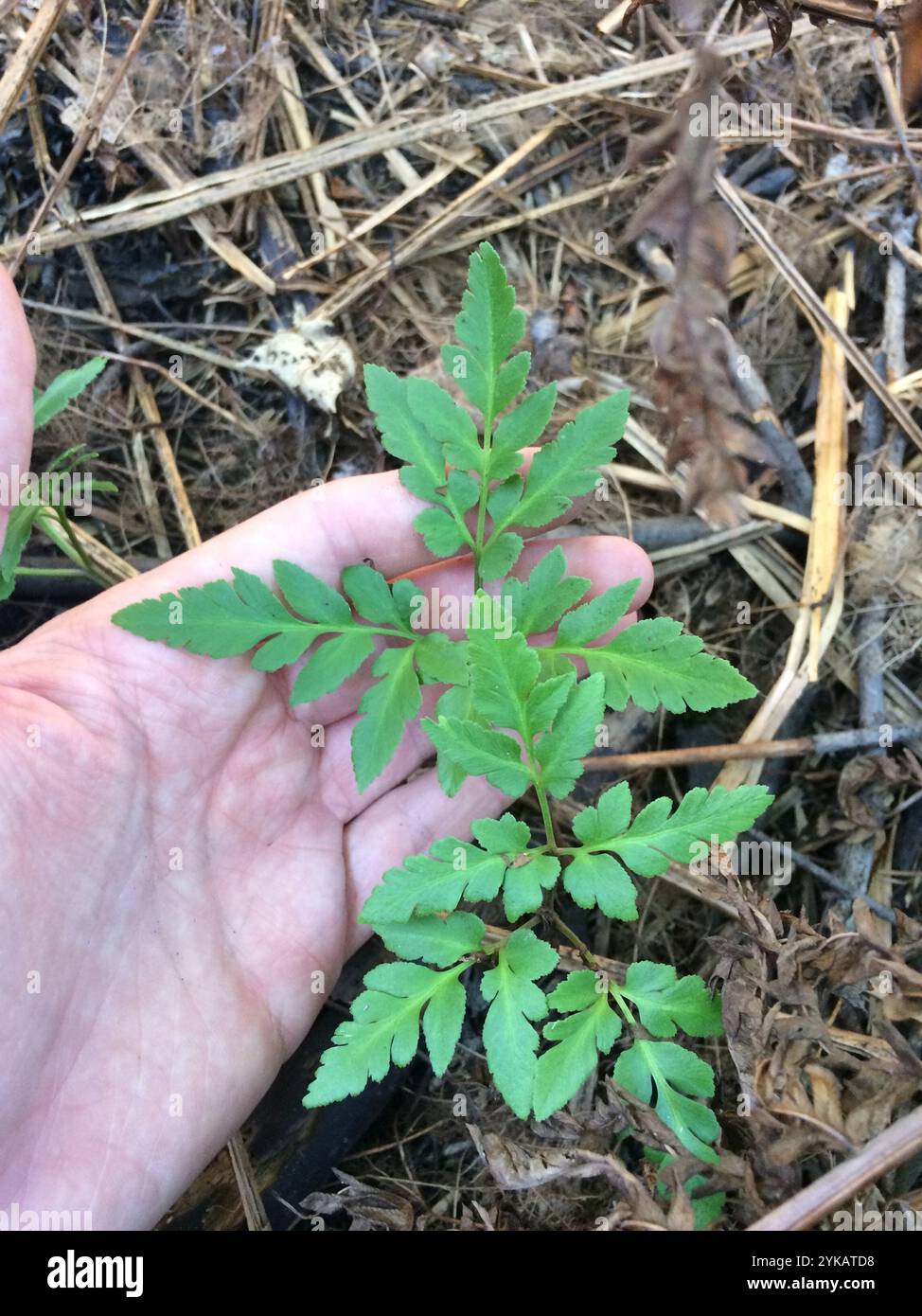 Cutleaf Grapefern (Sceptridium dissectum Stock Photo - Alamy