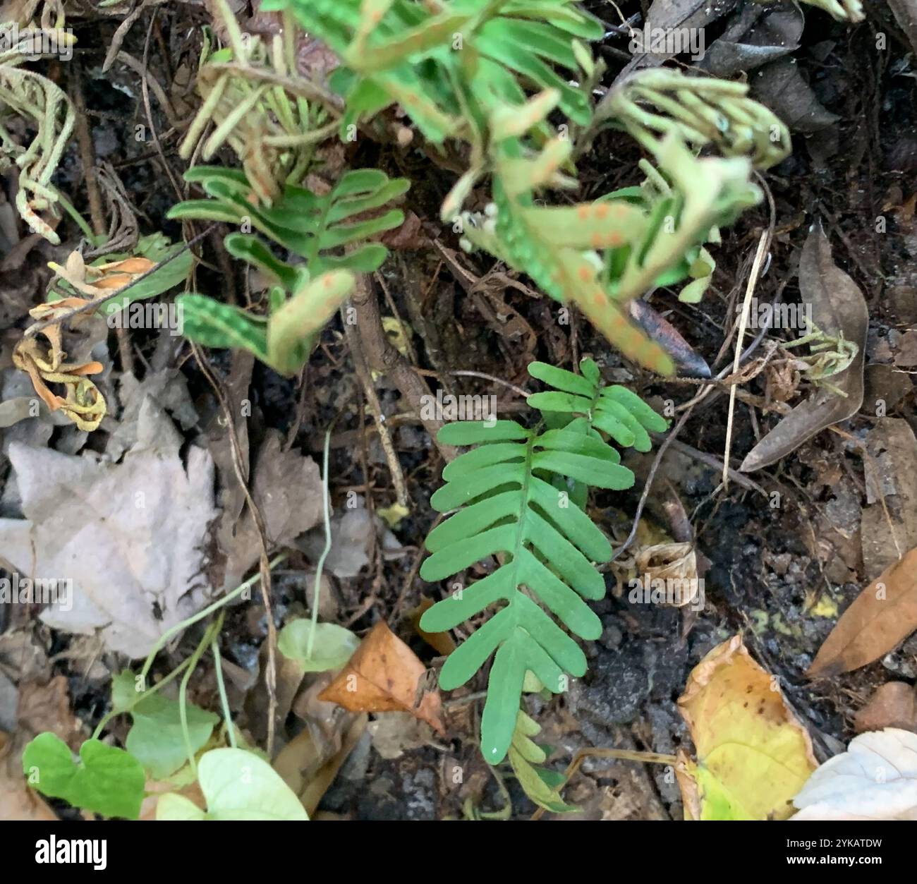 resurrection fern (Pleopeltis michauxiana Stock Photo - Alamy
