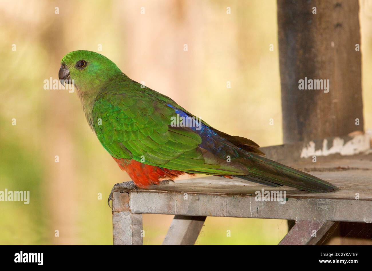 Female King Parrot on work bench at back of workshop Stock Photo - Alamy