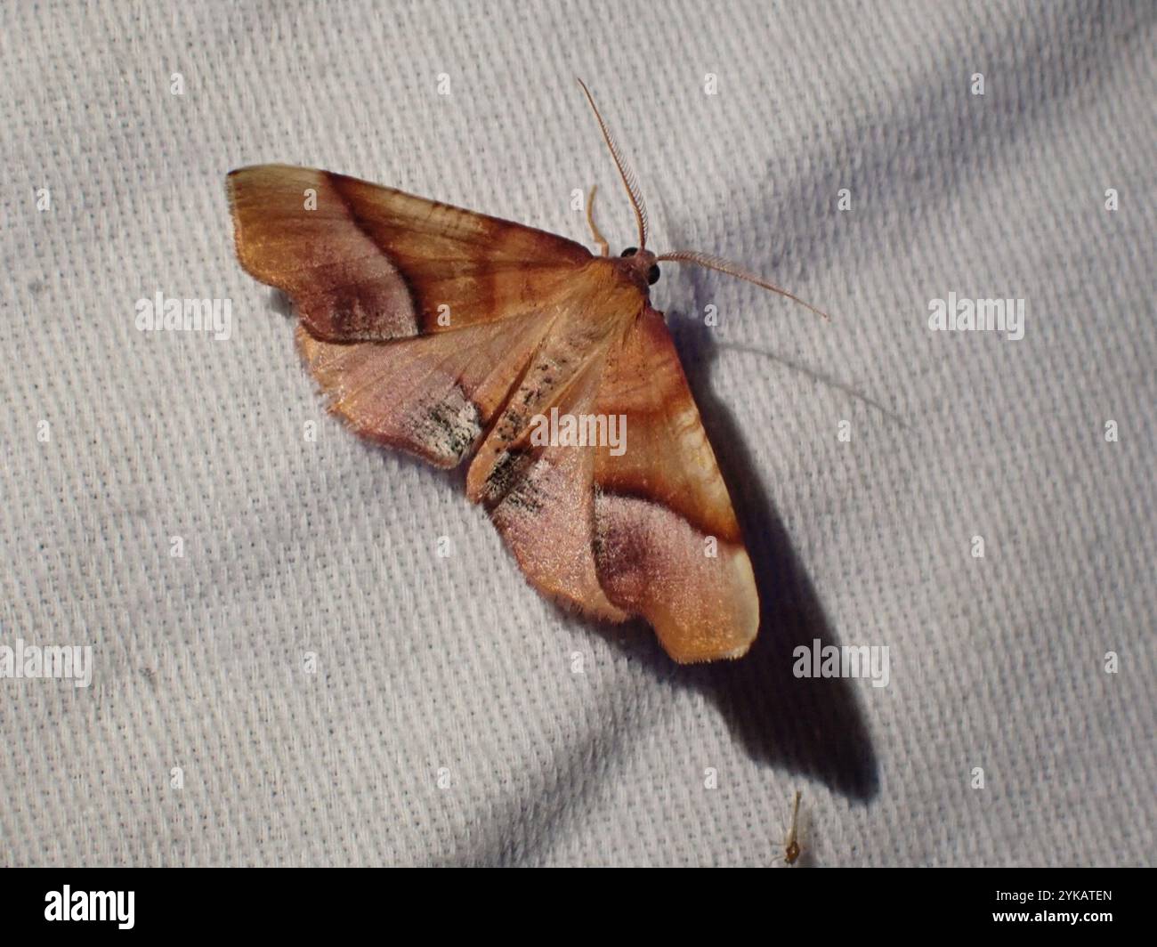 Straight-lined Plagodis Moth (Plagodis phlogosaria Stock Photo - Alamy