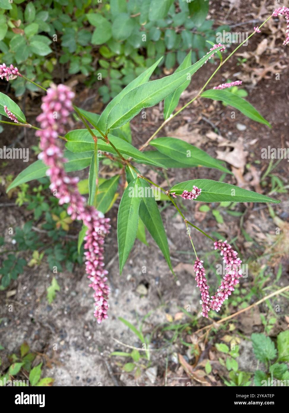 low smartweed (Persicaria longiseta Stock Photo - Alamy