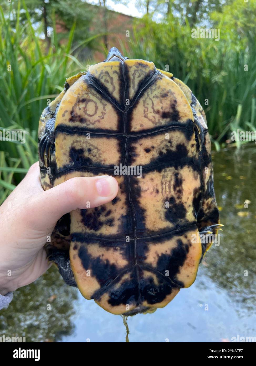 Red-eared Slider (Trachemys scripta elegans Stock Photo - Alamy