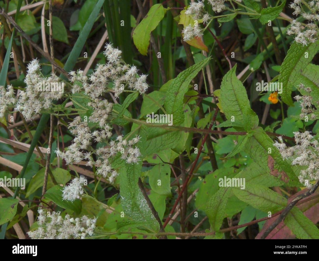 common boneset (Eupatorium perfoliatum Stock Photo - Alamy