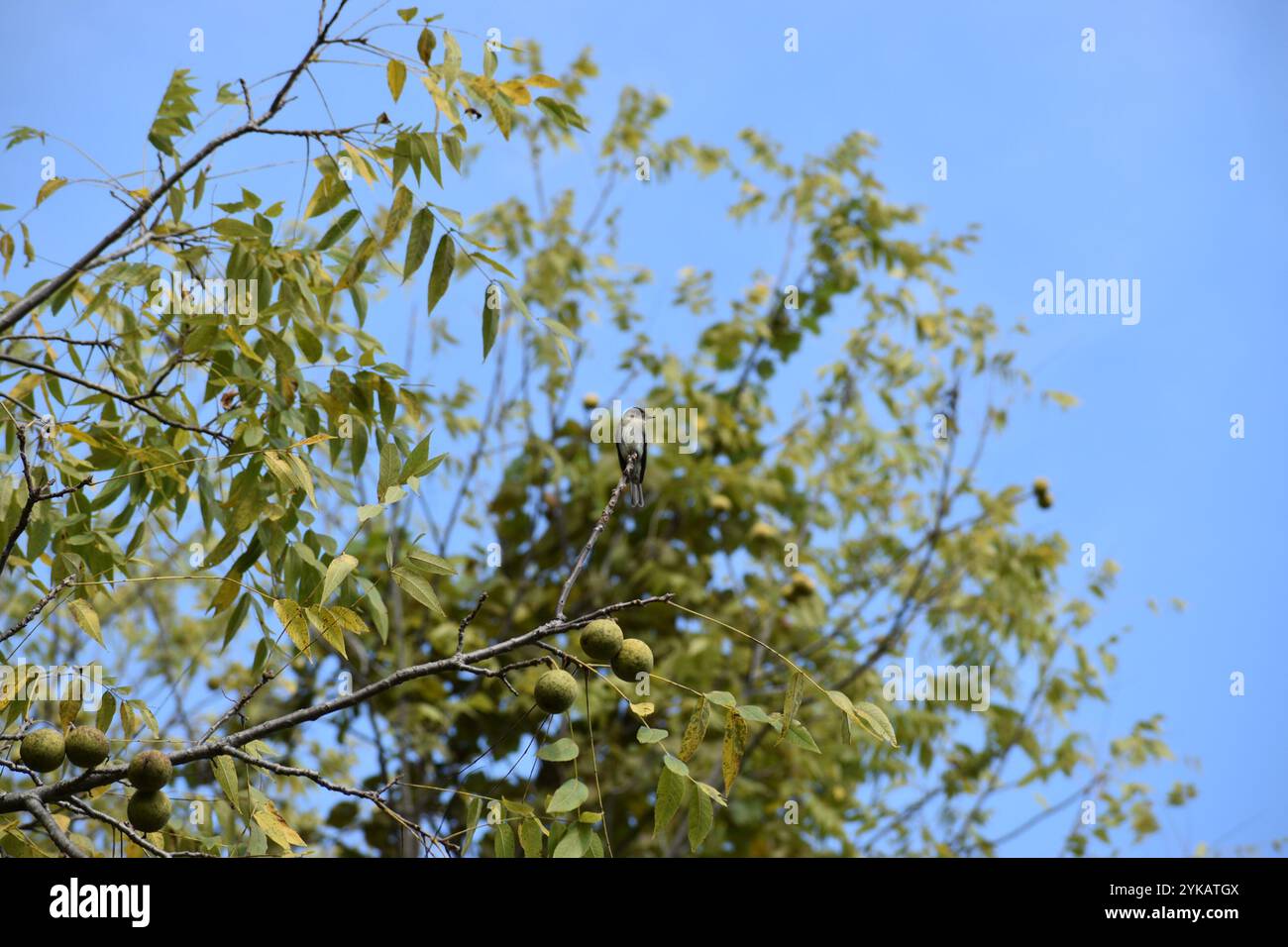 Eastern Wood-Pewee (Contopus virens Stock Photo - Alamy