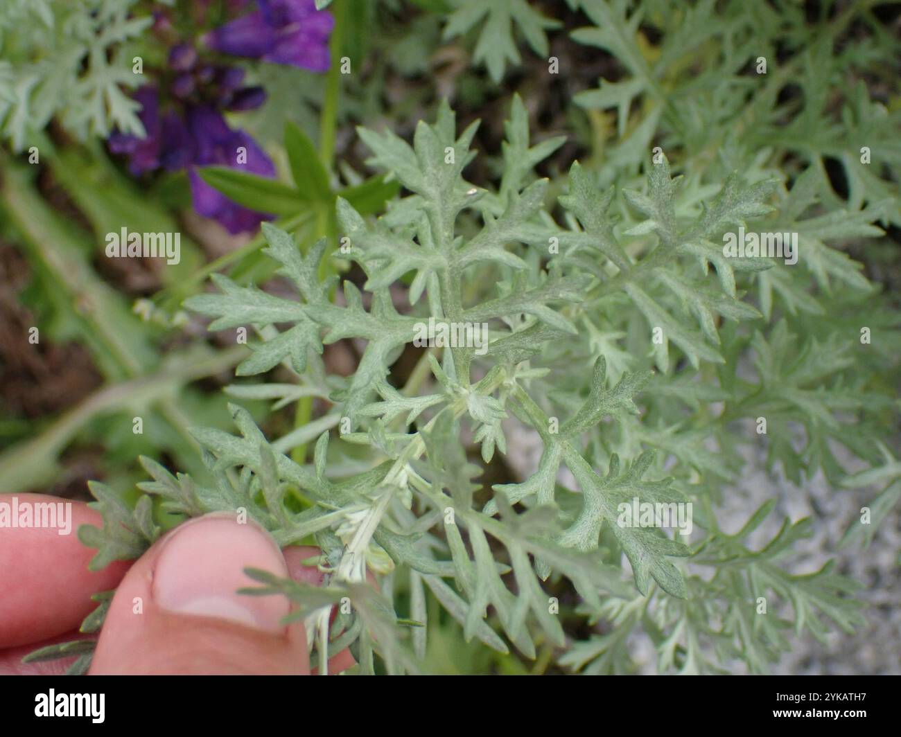 Silver Wormwood (Artemisia ludoviciana Stock Photo - Alamy
