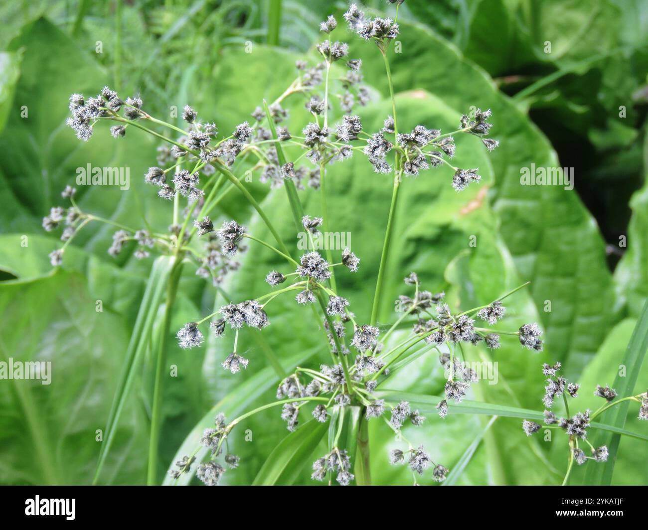 Panicled Bulrush (Scirpus microcarpus Stock Photo - Alamy