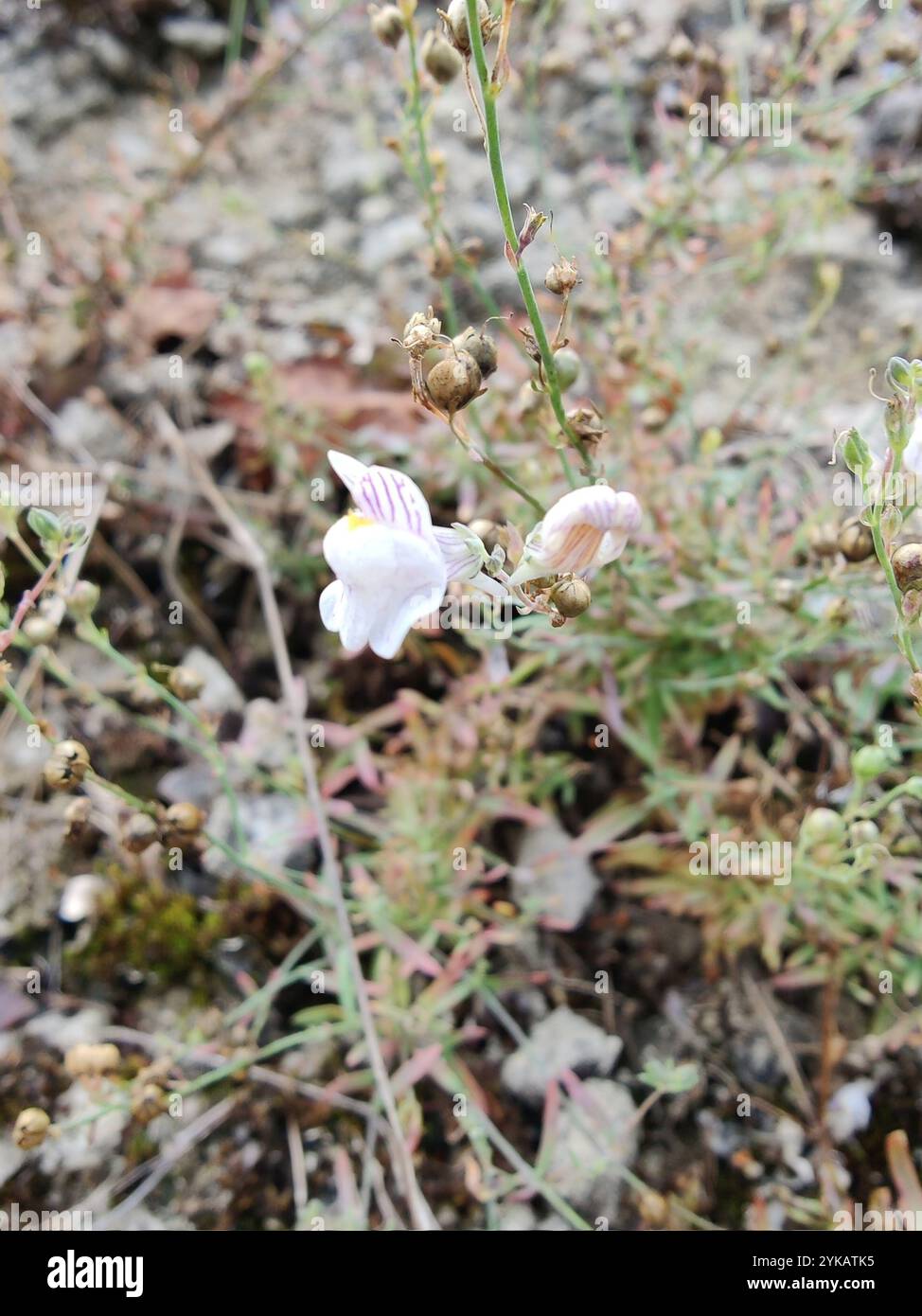 Pale Toadflax (Linaria repens Stock Photo - Alamy