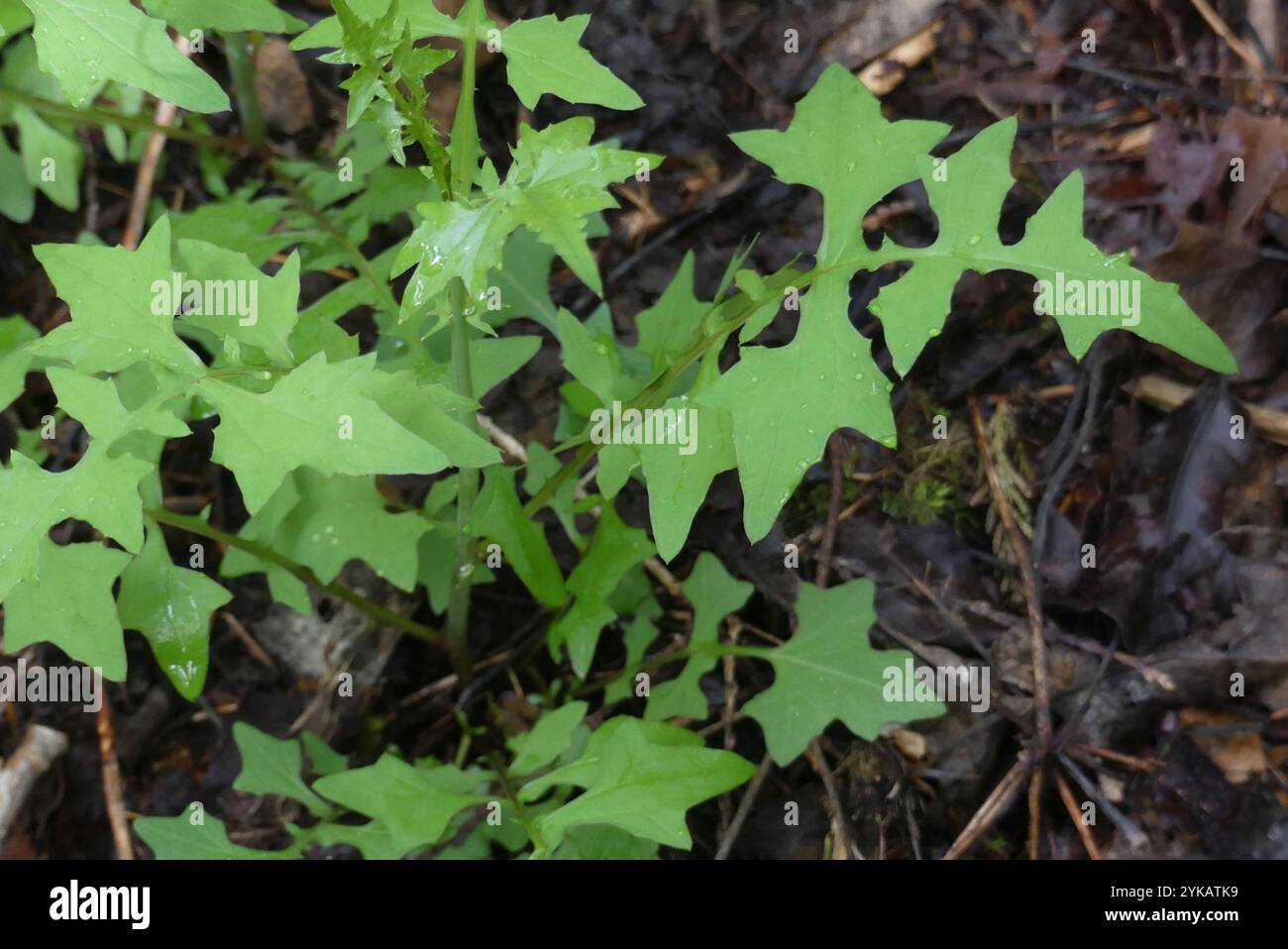 Wall Lettuce (Mycelis muralis Stock Photo - Alamy