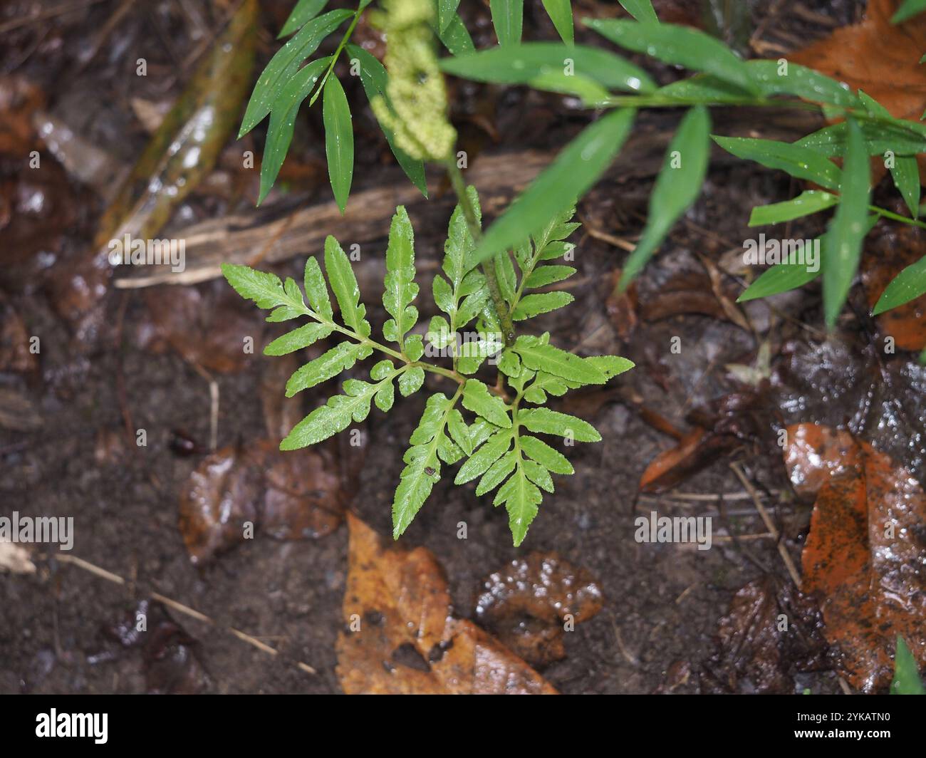Cutleaf Grapefern (Sceptridium dissectum Stock Photo - Alamy