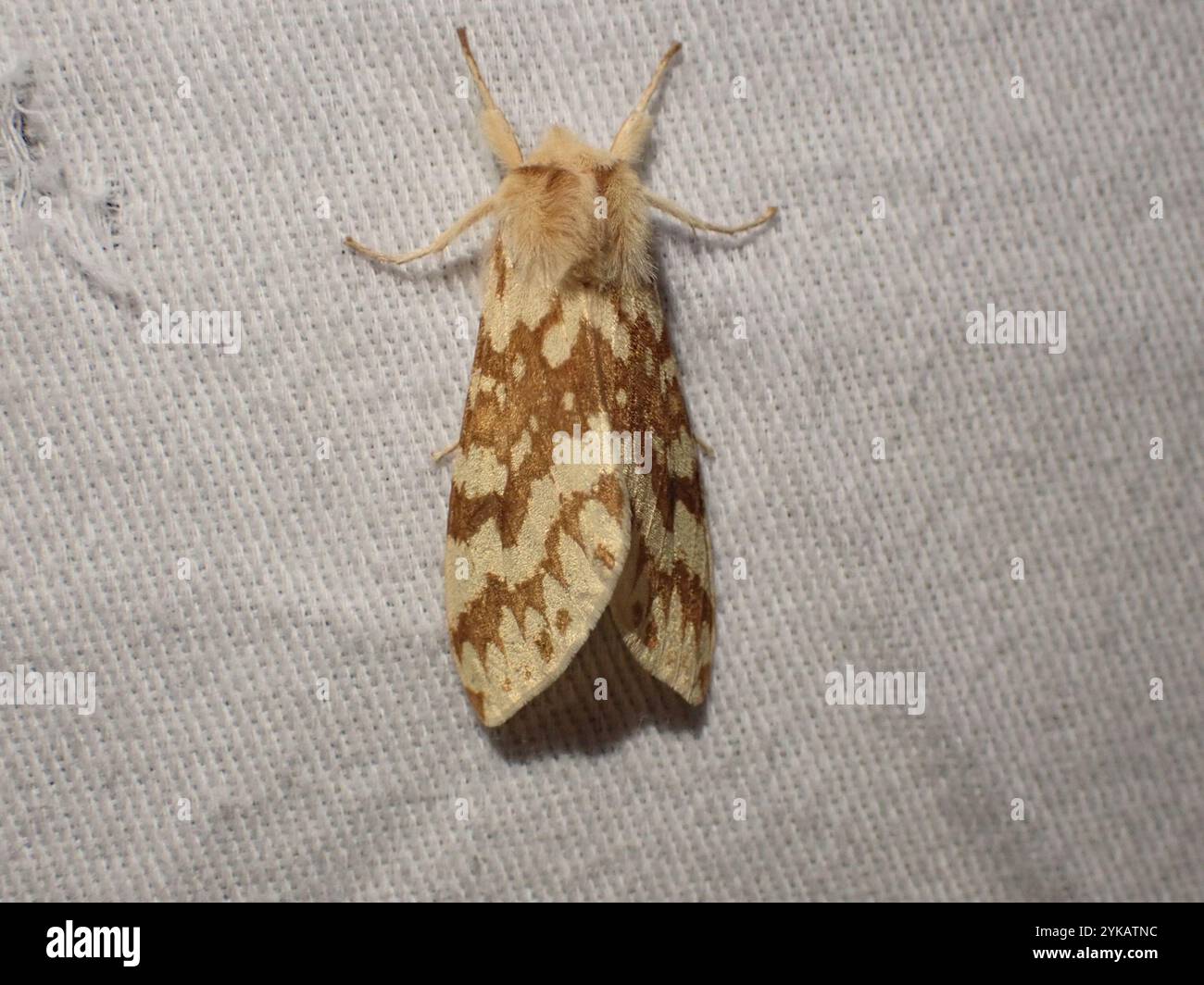 Spotted Tussock Moth (Lophocampa maculata Stock Photo - Alamy