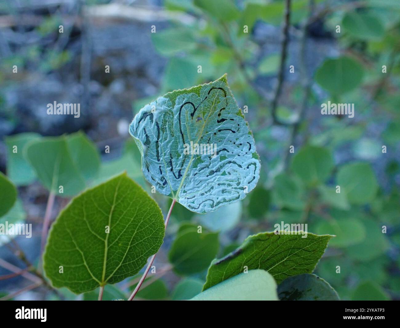 Aspen Serpentine Leafminer Moth (Phyllocnistis populiella Stock Photo ...