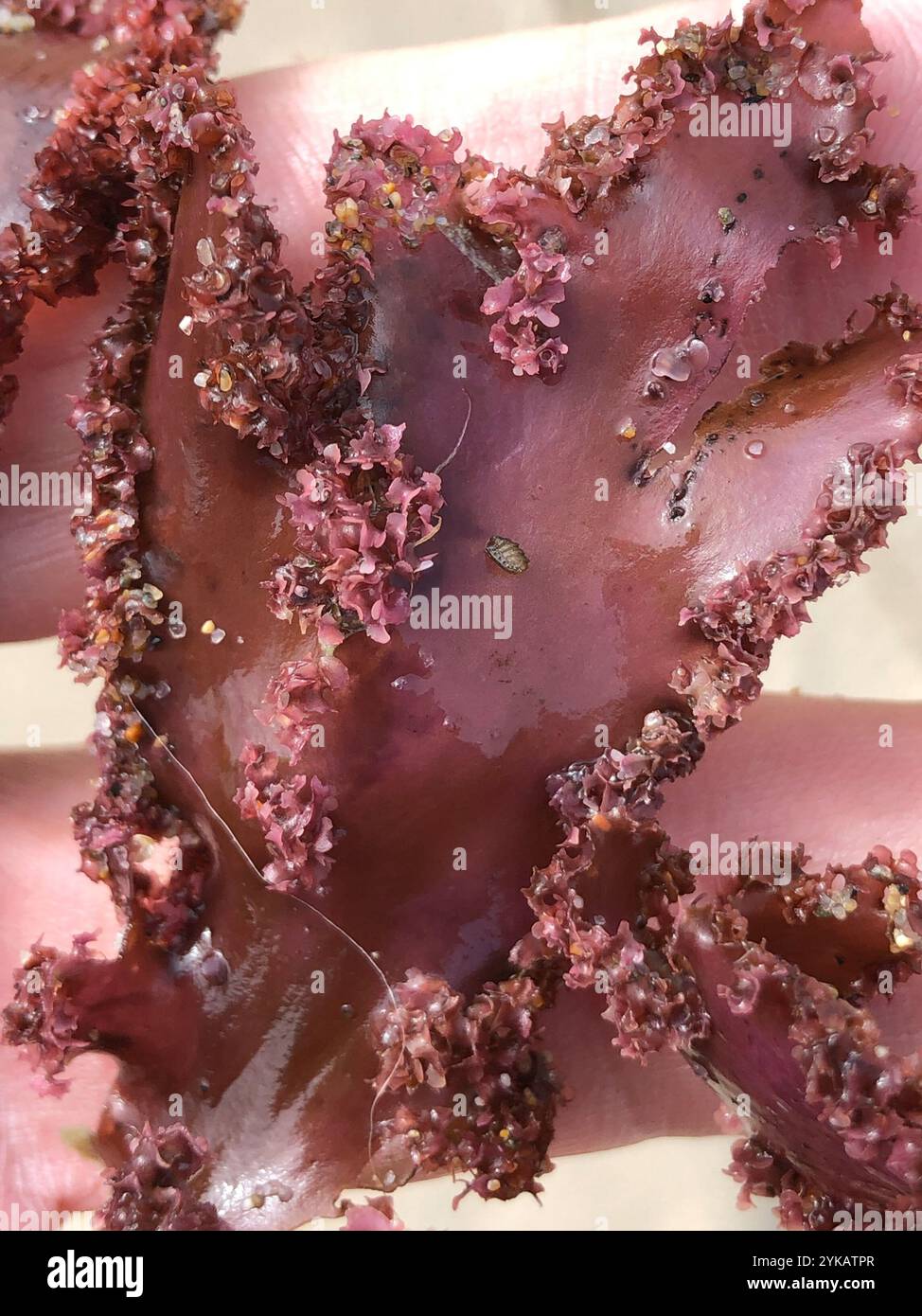 Grape Tongue (Cryptopleura ruprechtiana Stock Photo - Alamy